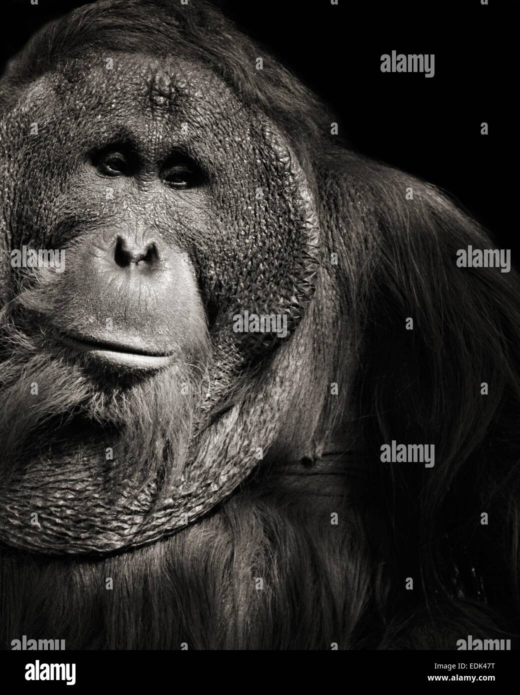 Portrait in Black and white of a large Orangutan looking forward, being ...