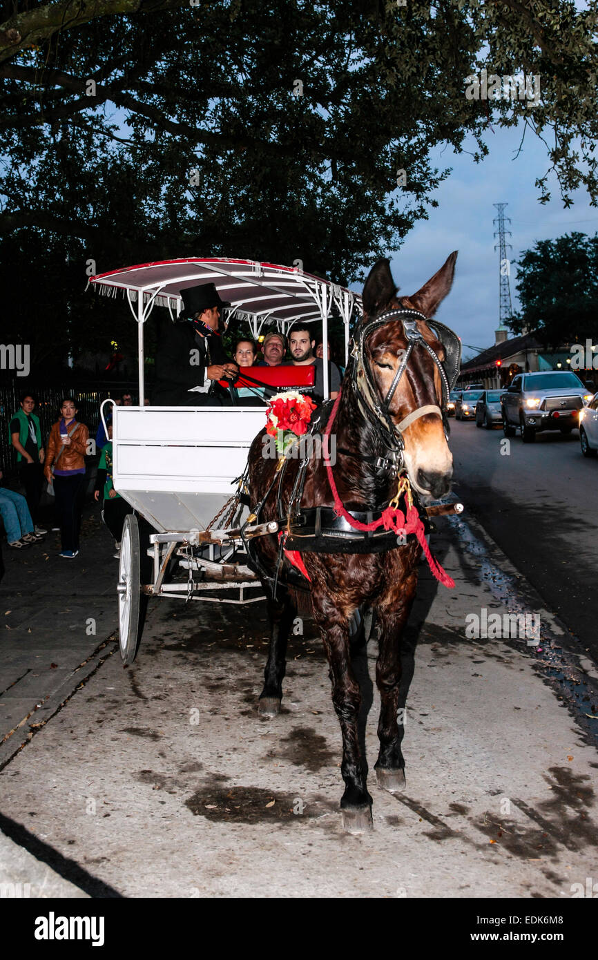 Mule drawn hi-res stock photography and images - Alamy