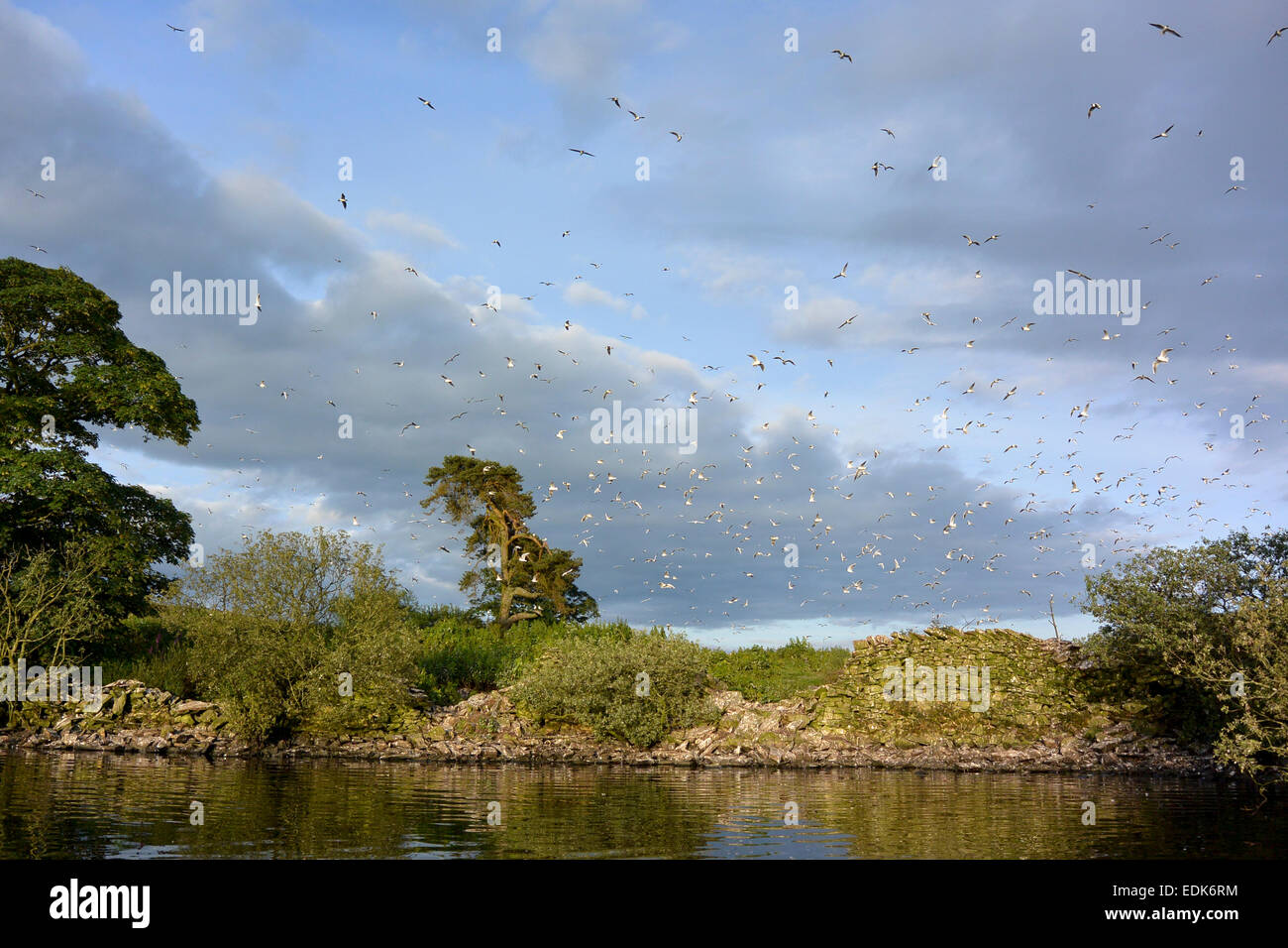 Gullery hi-res stock photography and images - Alamy
