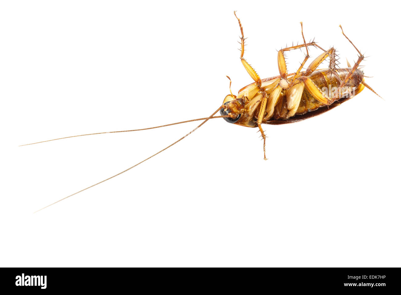 Cockroach face hi-res stock photography and images - Alamy