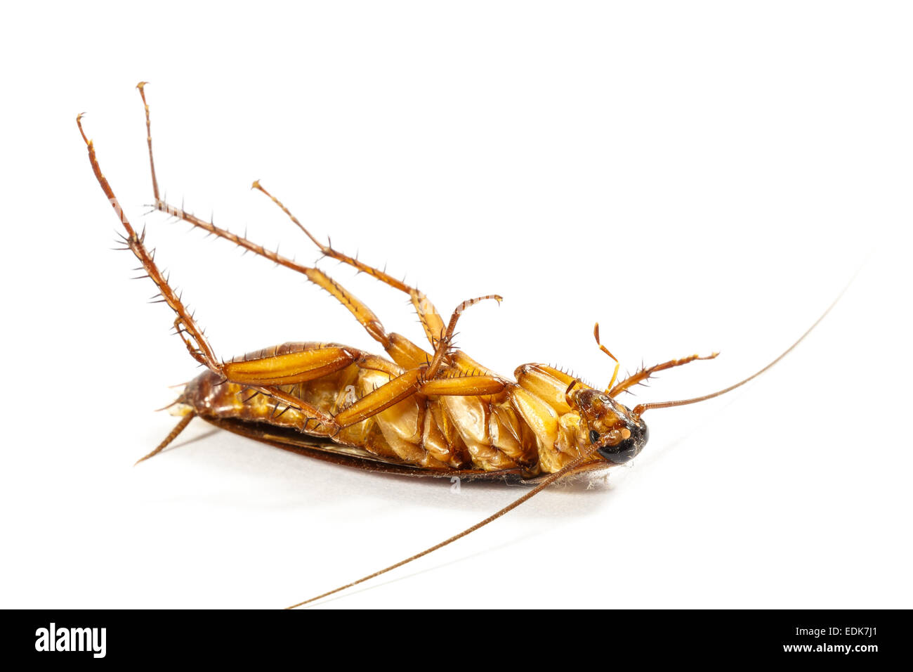 cockroach turn face up on white background (isolated Stock Photo - Alamy