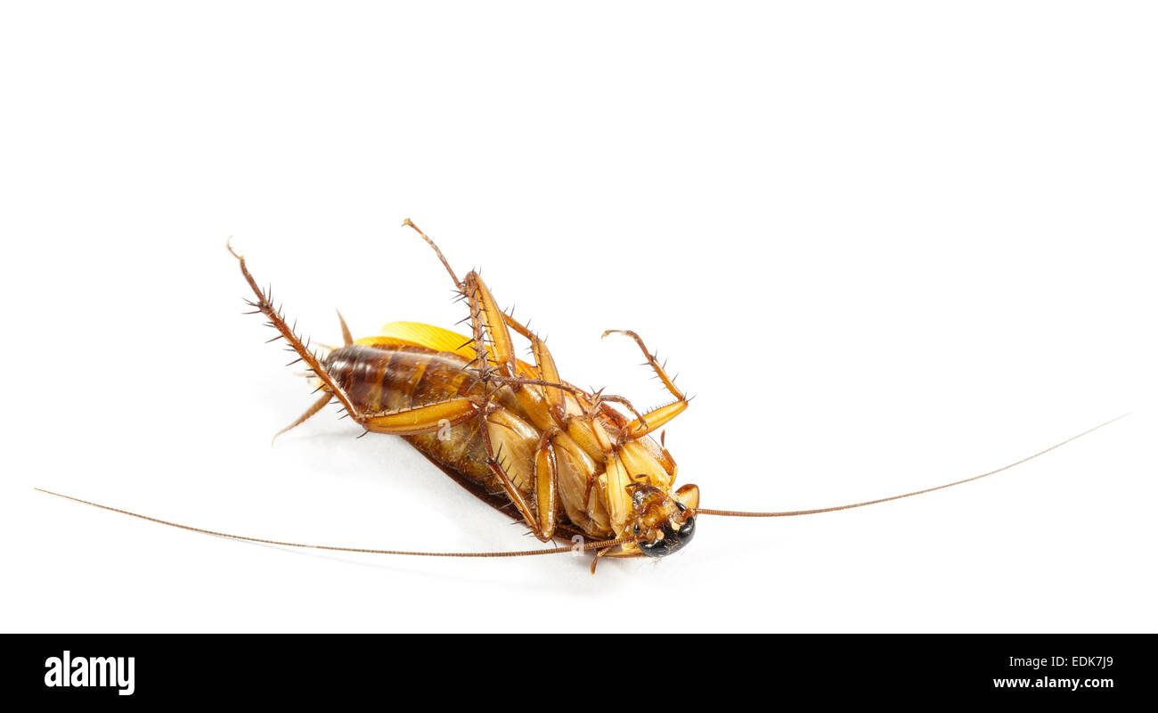 cockroach turn face up on white background (isolated) and blank area at ...