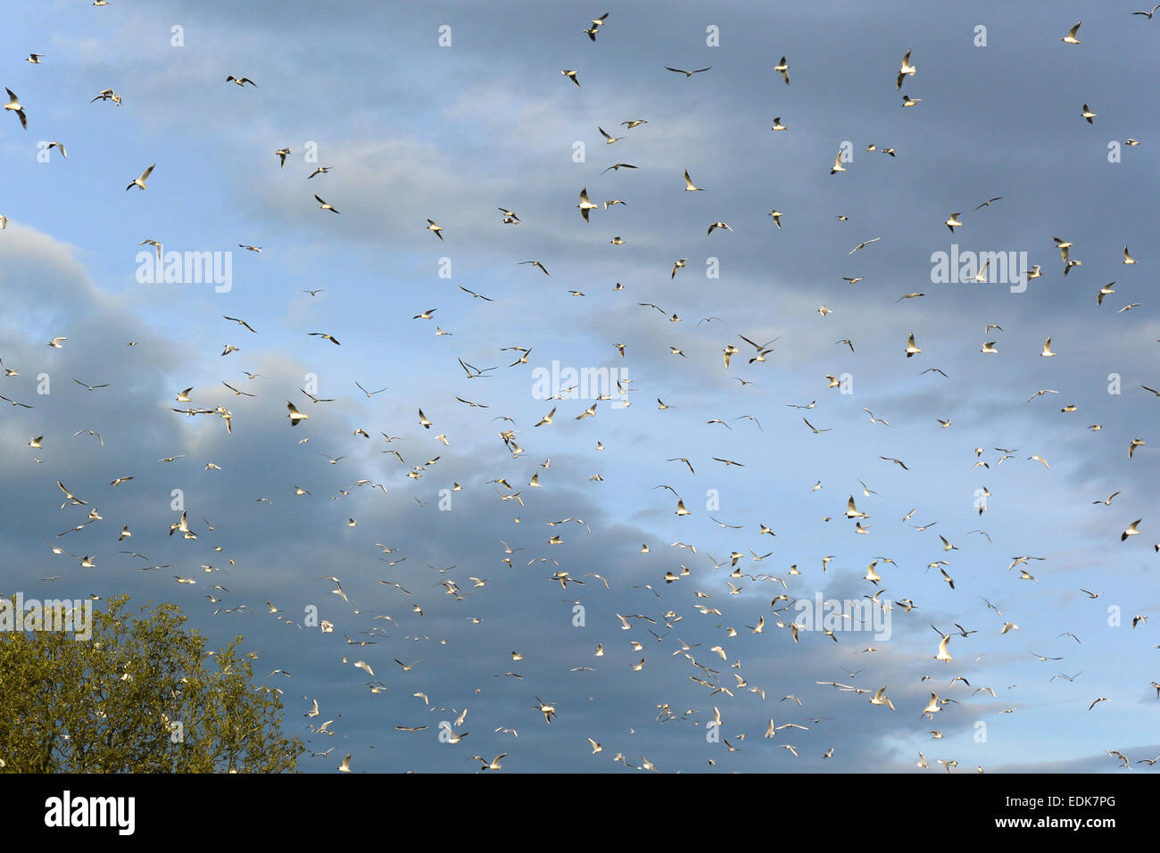 Seagulls flying around after being disturbed at a gullery, Cumbria, UK ...
