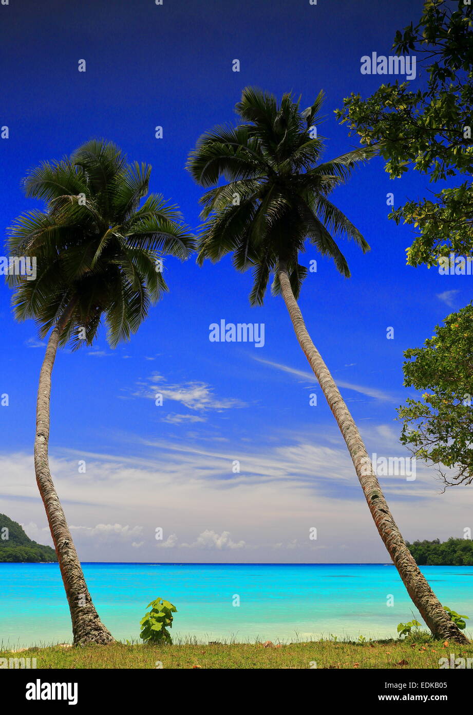 Palm trees-Port Olry-Vanuatu Stock Photo - Alamy