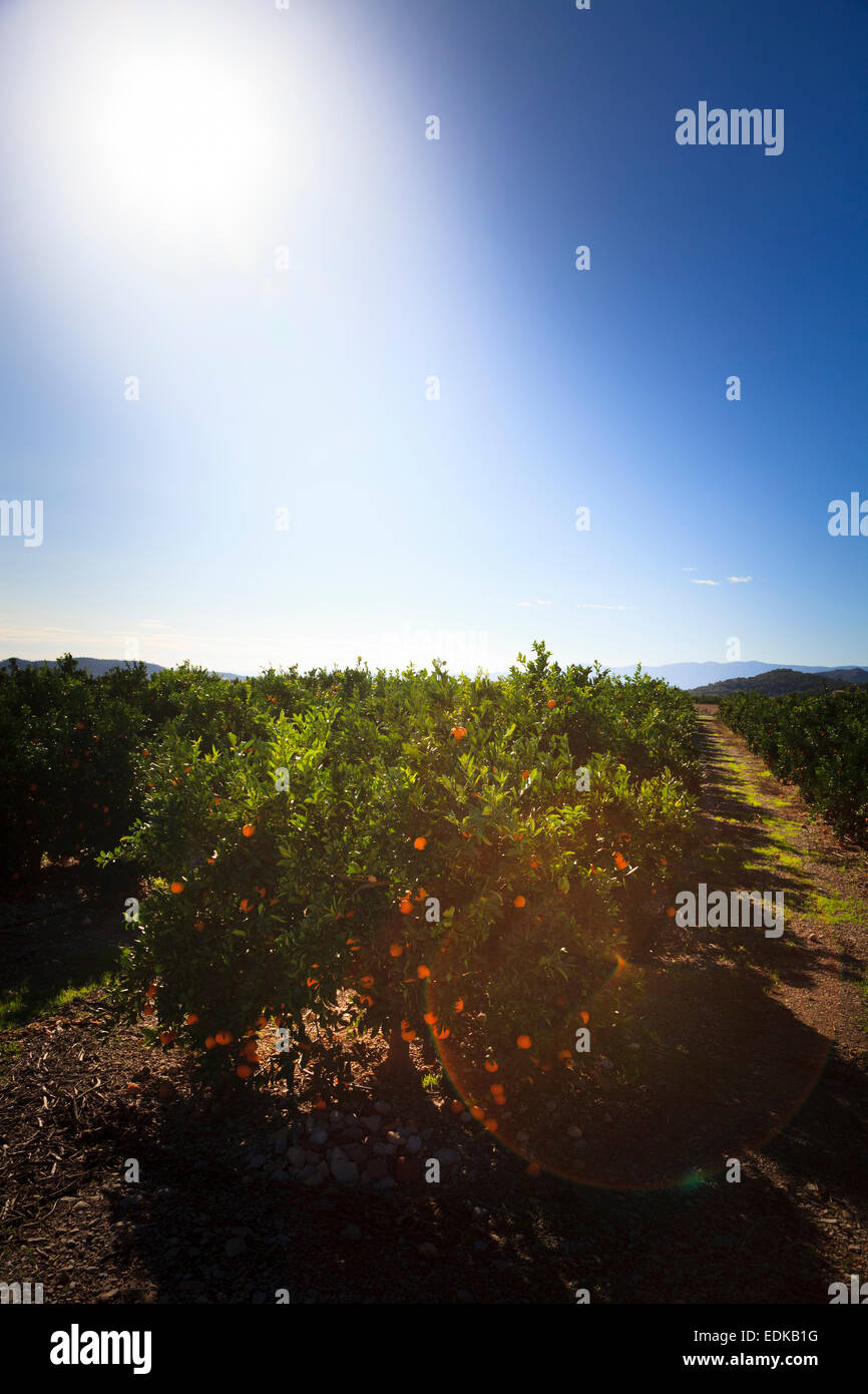 Ripen oranges in an orange tree hi-res stock photography and images - Alamy