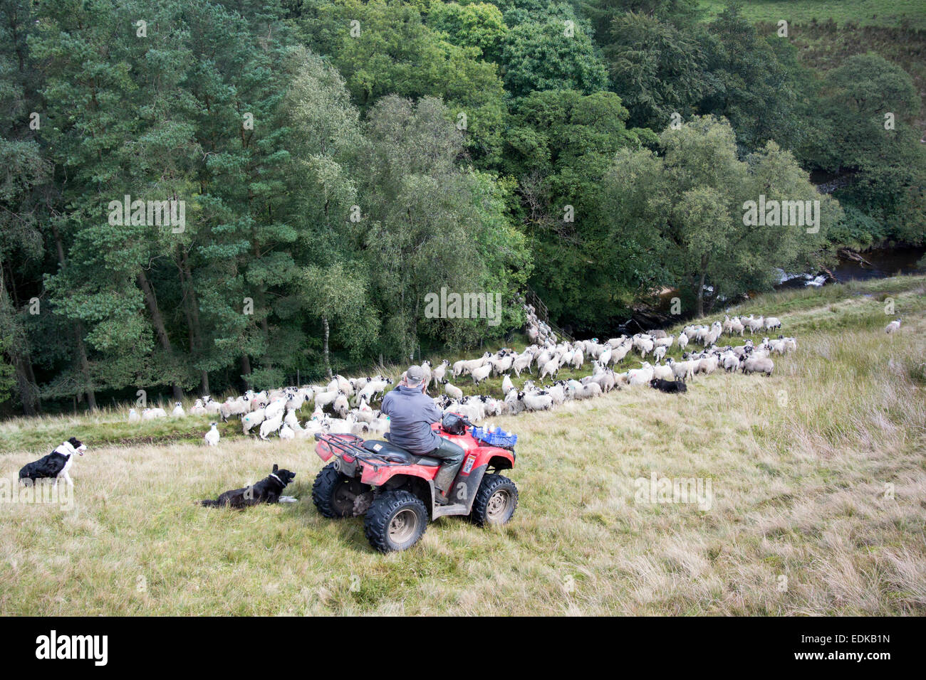 Shepherd on an ATV quad bike gathering flock of sheep off moorland ...