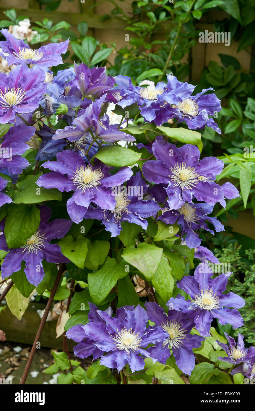 Clematis 'Chevalier' flowering in a container Stock Photo - Alamy