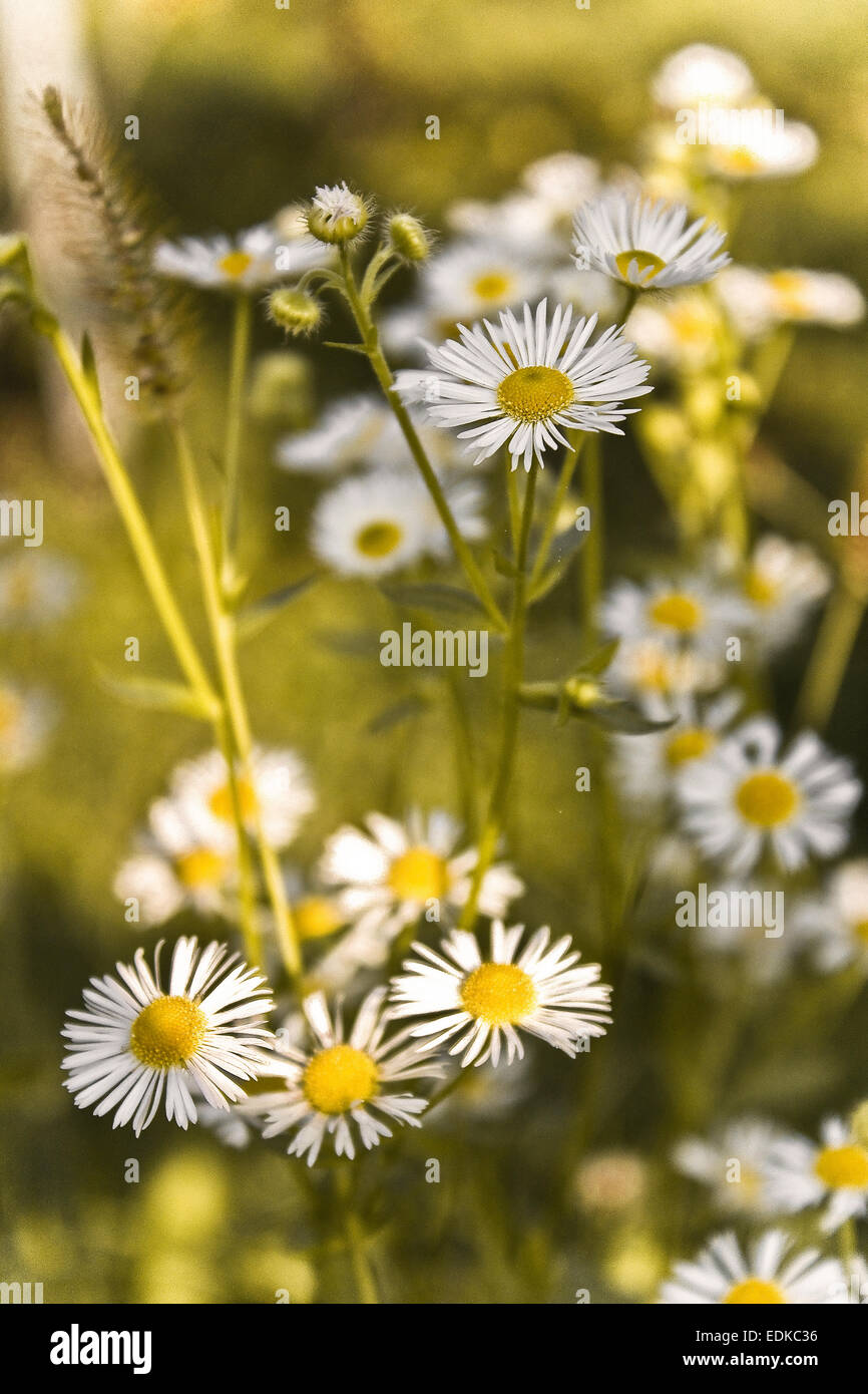 A group of daisies announce spring Stock Photo - Alamy