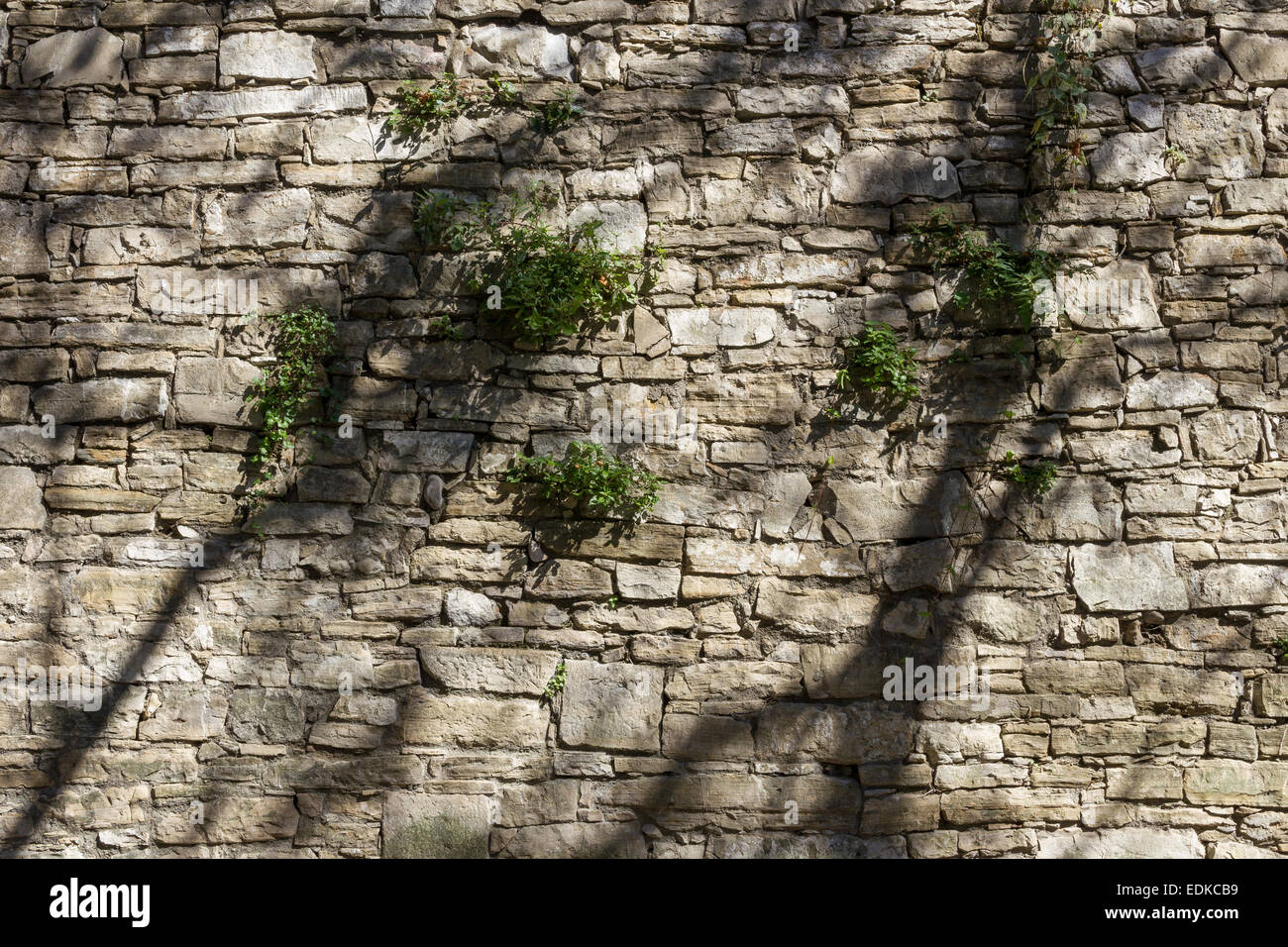 The shadows of trees dancing on the wall, like spirits Stock Photo - Alamy