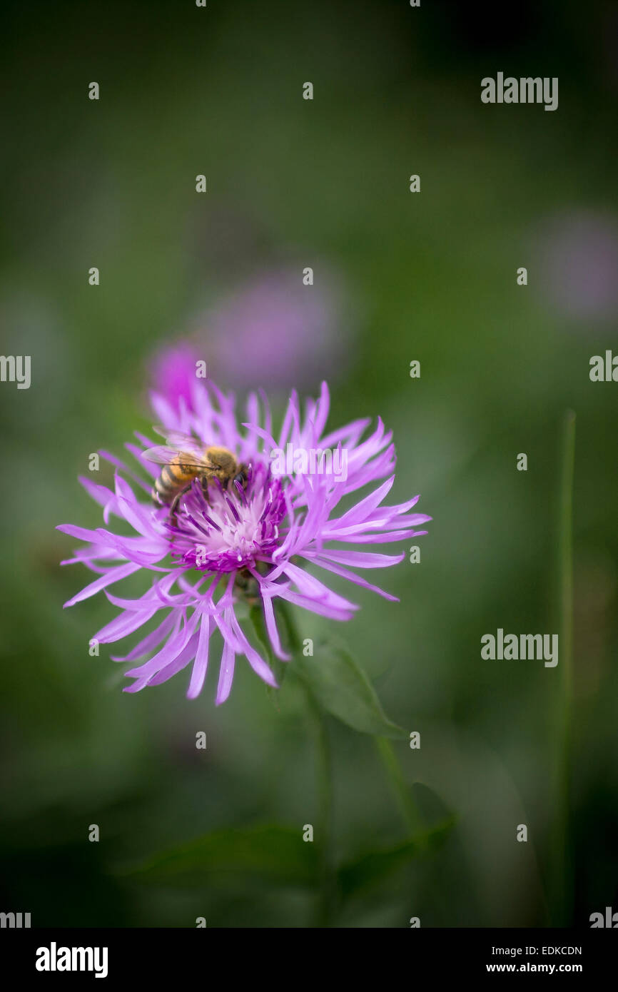 A small bee about to produce the delicious honey Stock Photo - Alamy