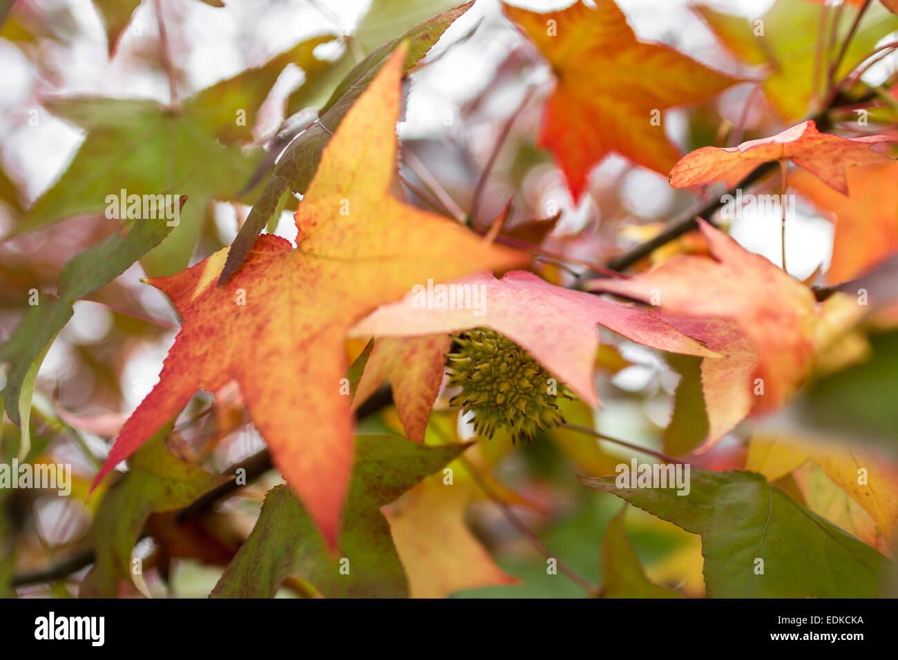 all the colors of autumn Stock Photo - Alamy