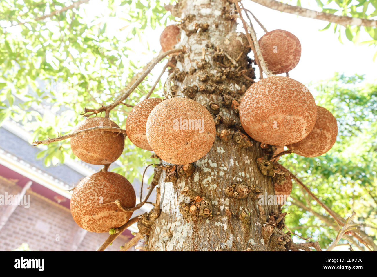Cannonball Tree : Tree of buddha (Couroupita guianensis) (other name ...