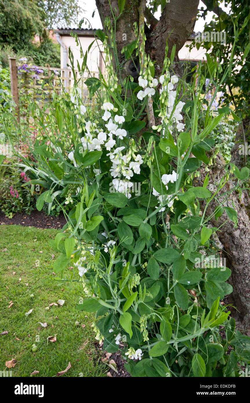 Lathyrus latifolius hi-res stock photography and images - Alamy