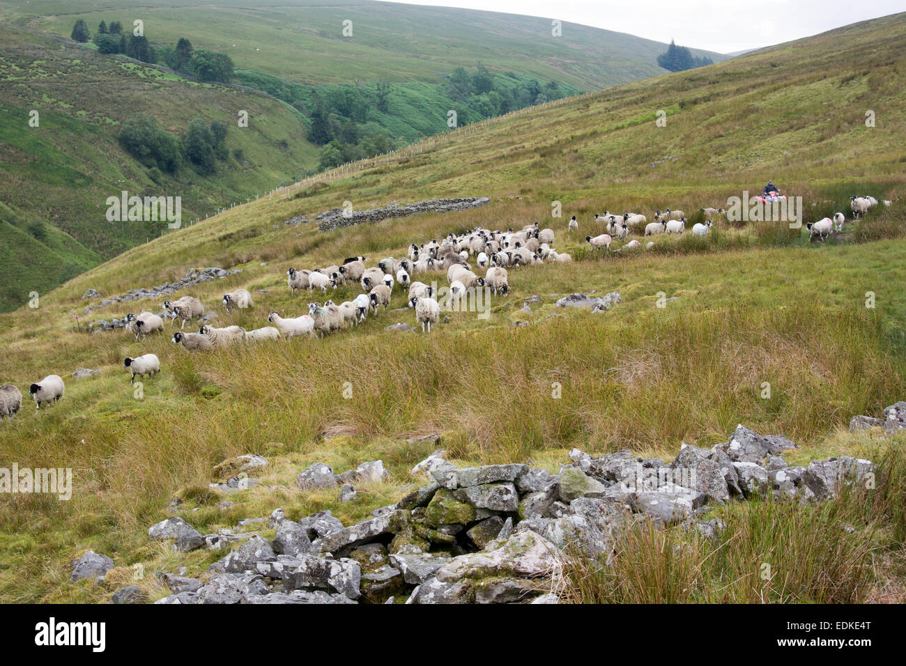 Shepherd gathering sheep in for clipping off common ground, Cumbria, UK ...