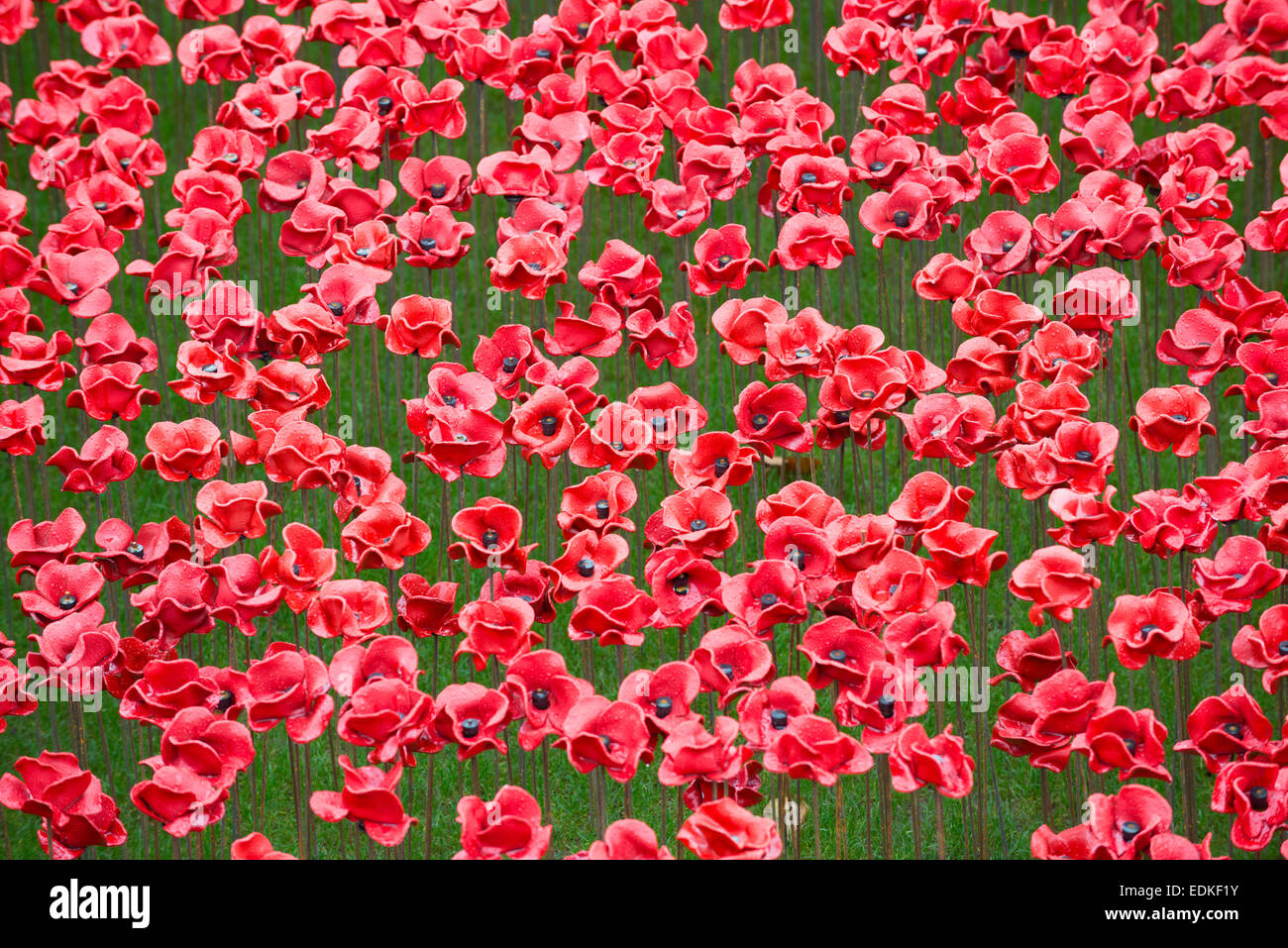 Red poppy carpet hi-res stock photography and images - Alamy