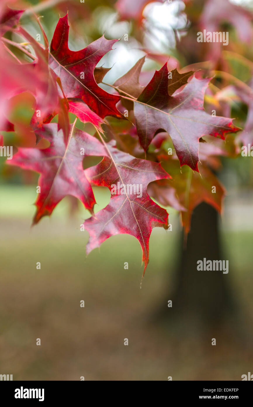 A crown of leaves sanctifies the season Stock Photo - Alamy