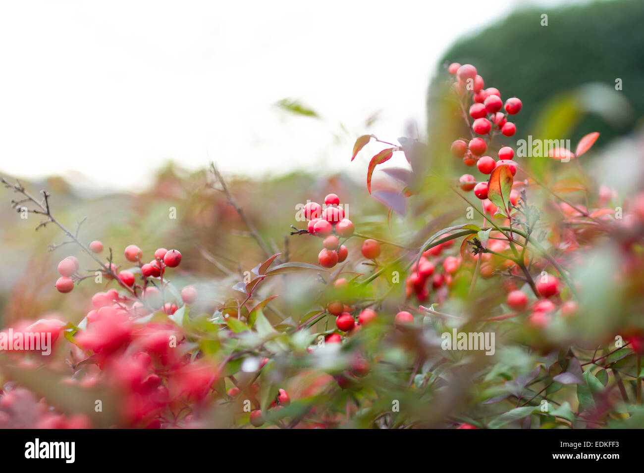 Announce fruits hi-res stock photography and images - Alamy