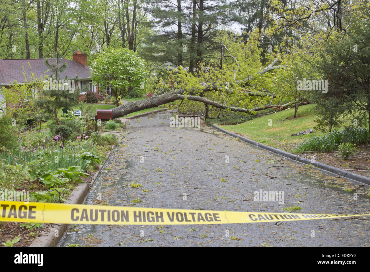 Road blocked by fallen tree hi-res stock photography and images - Alamy