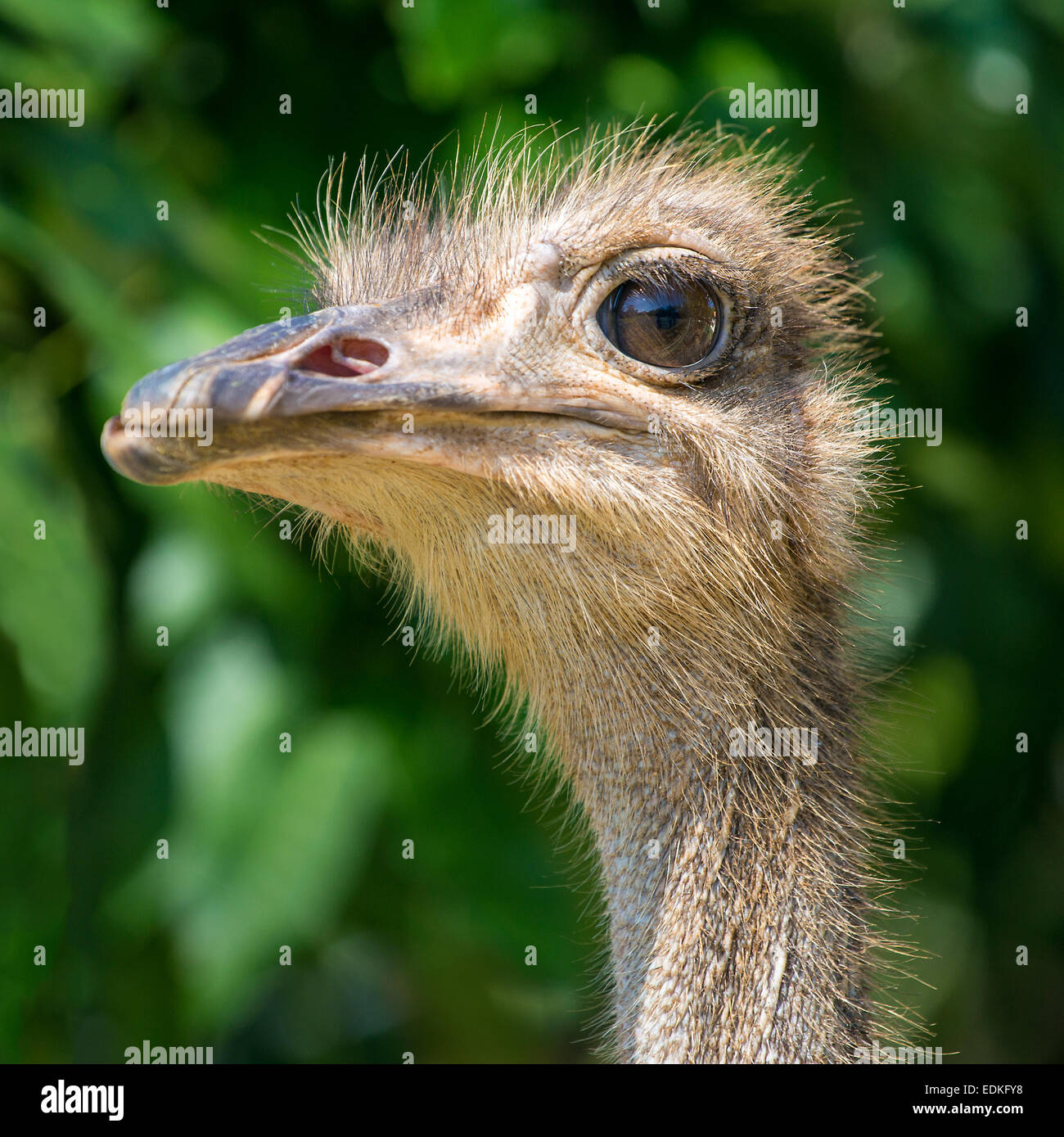 Ostrich head closeup Stock Photo - Alamy