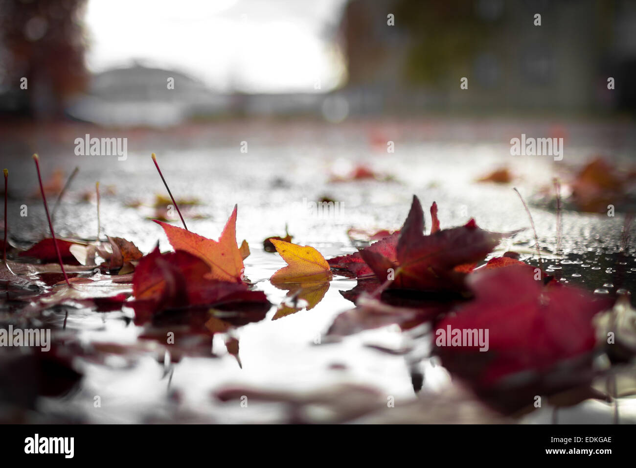 Autumn leaves fall in a puddle, after the storm Stock Photo - Alamy