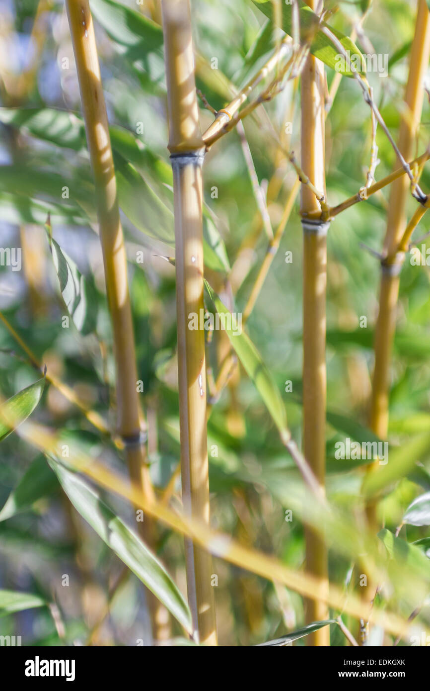 Cane thicket hi-res stock photography and images - Alamy