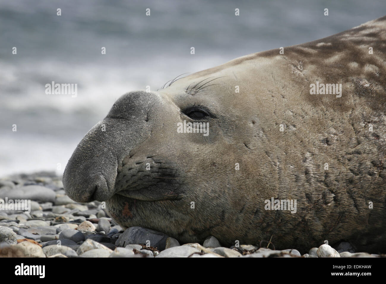 Male elephant seal hi-res stock photography and images - Alamy