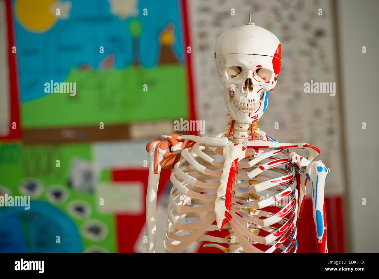 Anatomical study of a skull hi-res stock photography and images - Alamy