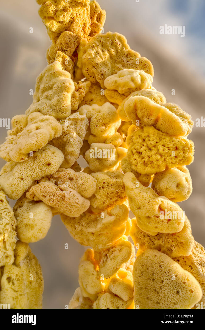 Dried sea sponges hi-res stock photography and images - Alamy