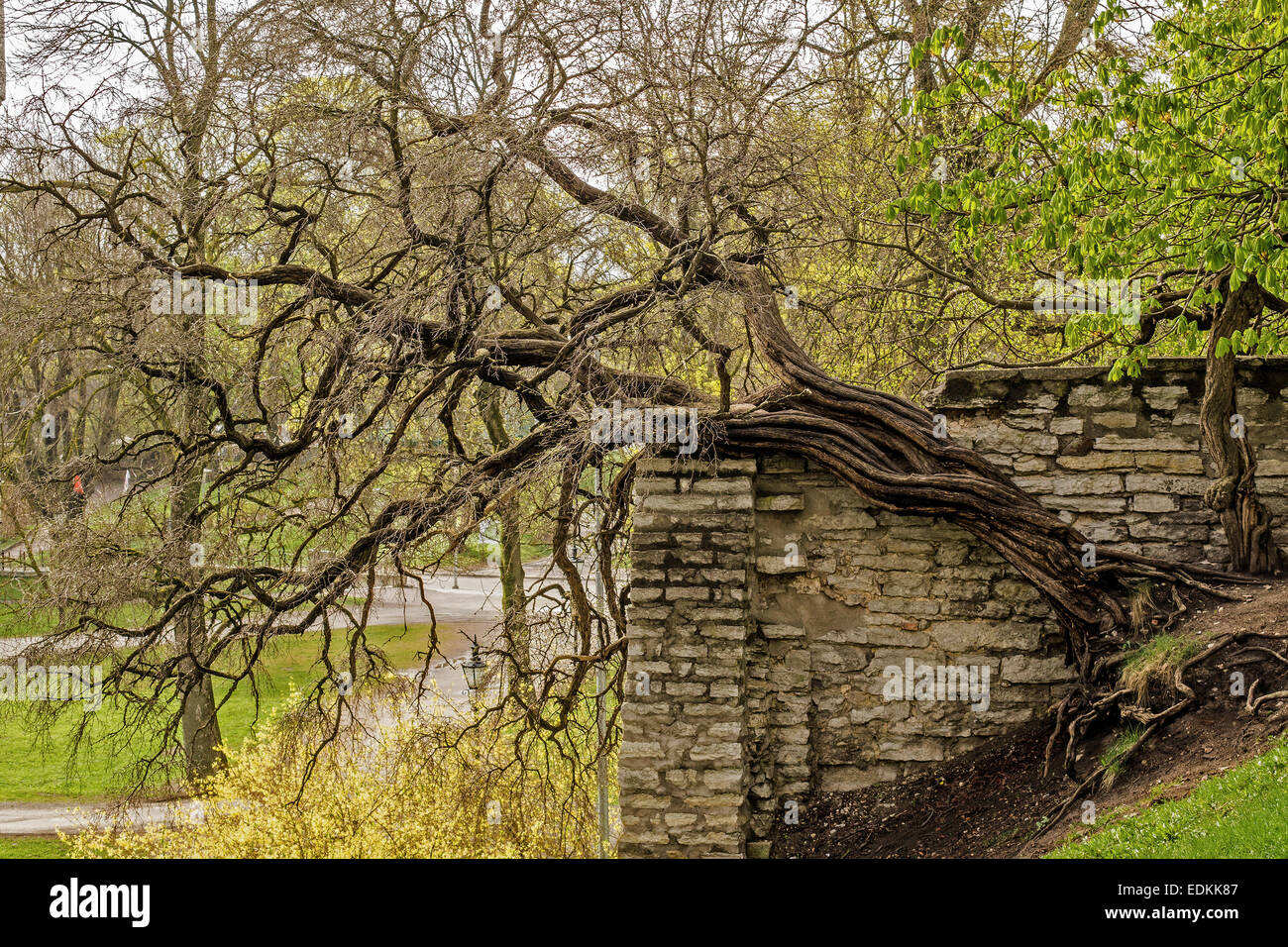 Supporting tree hi-res stock photography and images - Alamy