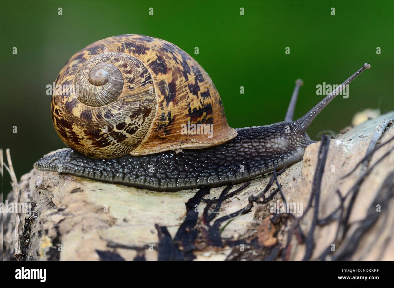 A garden snail with its house on its back UK Stock Photo - Alamy