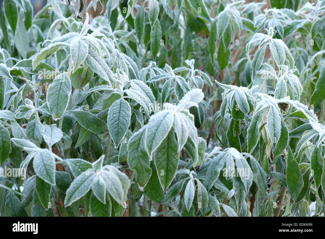Buddleia in winter hi-res stock photography and images - Alamy