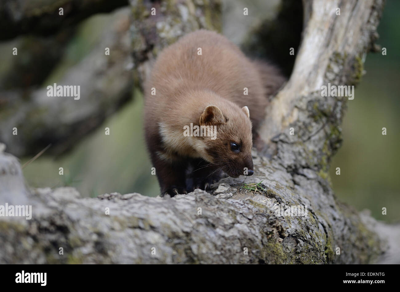 Mustelid hi-res stock photography and images - Alamy