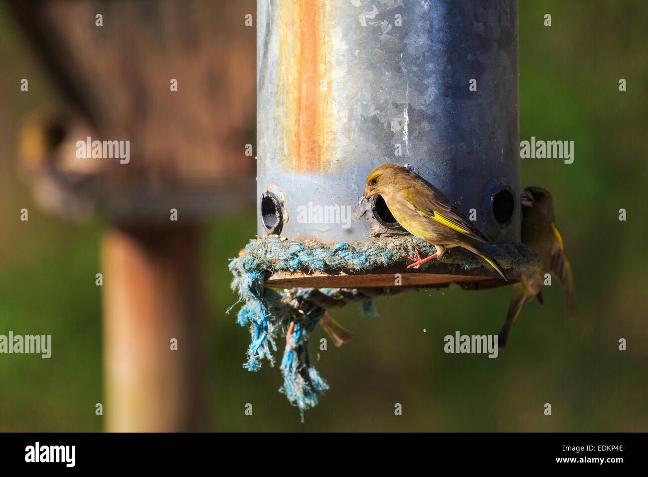 Greenfinch eating from a bird feeder Stock Photo - Alamy