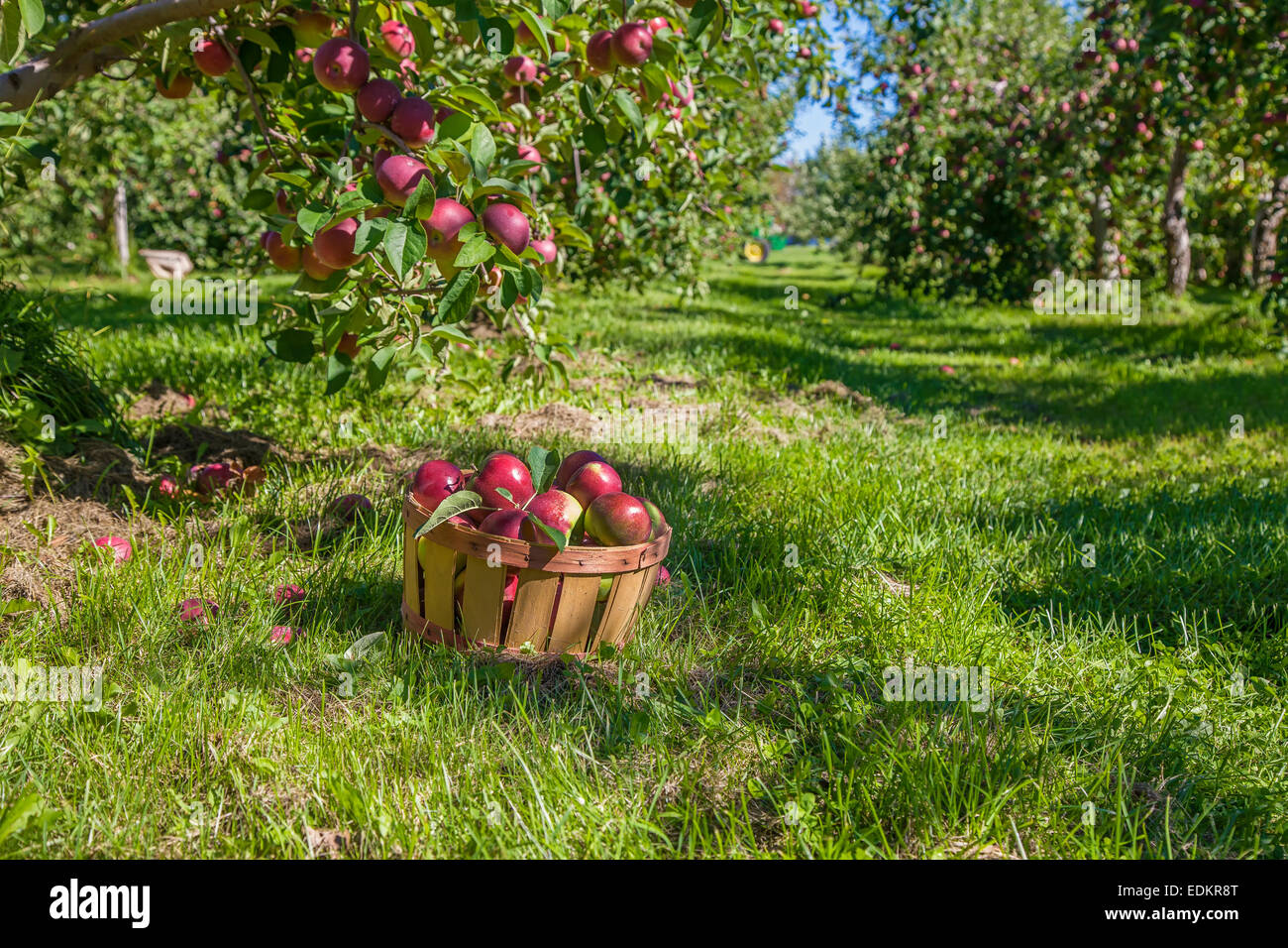 A basket of freshly picked apples in the orchard Stock Photo - Alamy