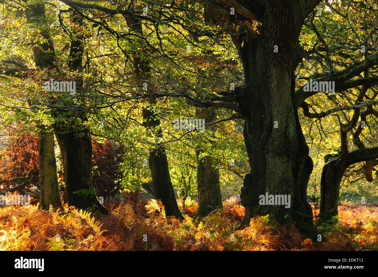 South Oakley inclosure, New Forest National Park Stock Photo - Alamy
