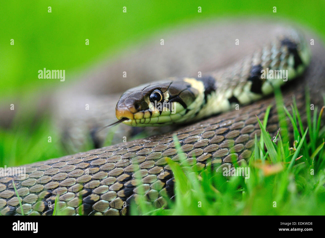 A grass snake with its tongue out tasting the air UK Stock Photo - Alamy