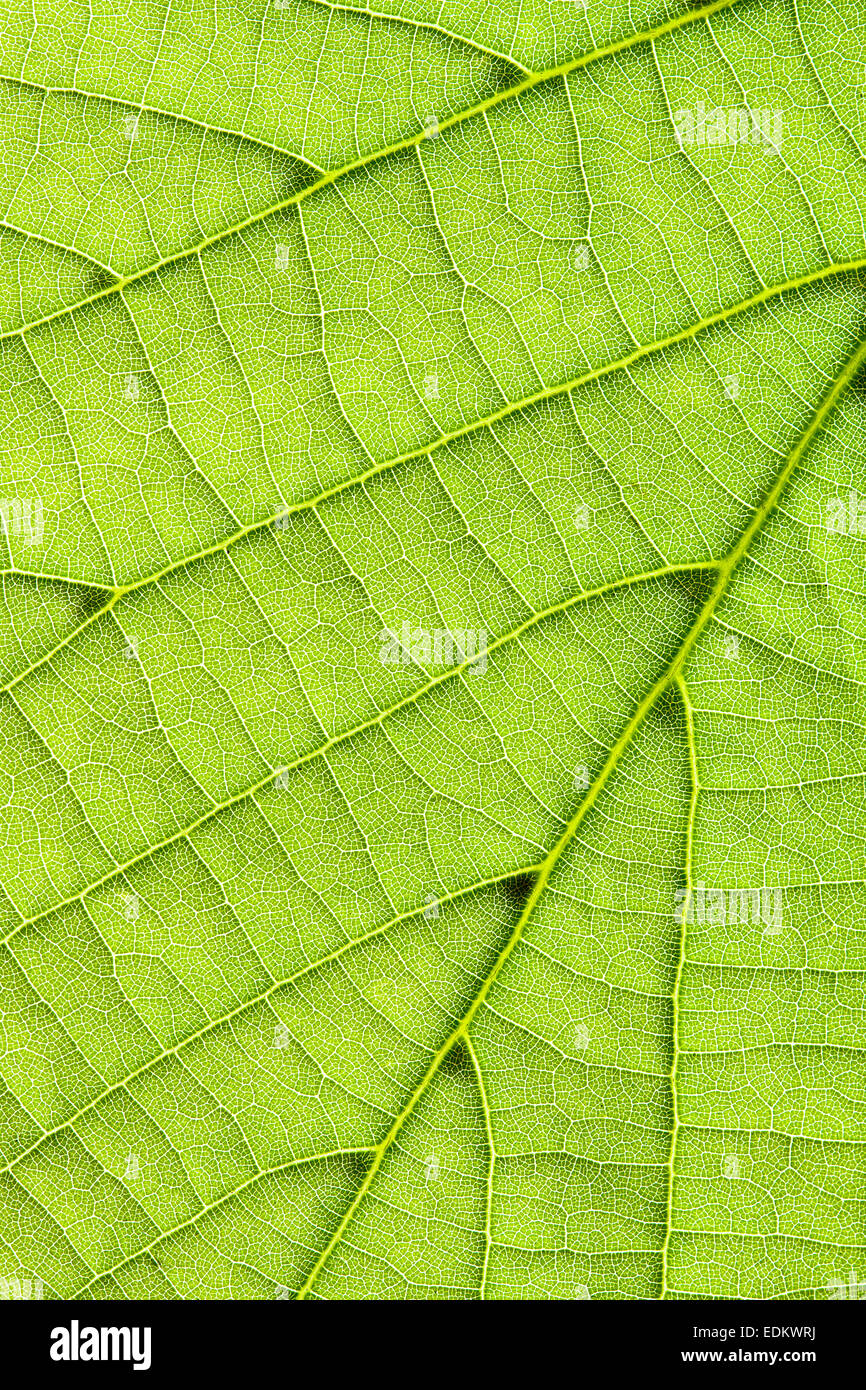 Closeup on fresh, green leaf in vertical frame Stock Photo - Alamy