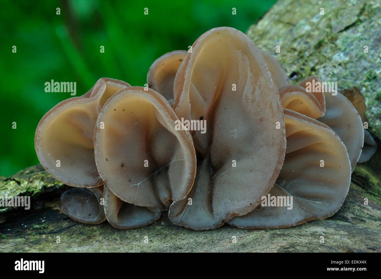 Jew's ear fungus Stock Photo - Alamy