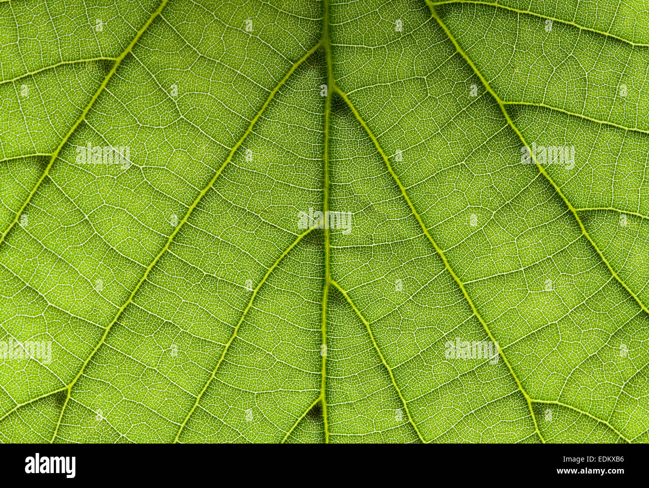 Closeup on fresh, green leaf in horizontal frame Stock Photo - Alamy