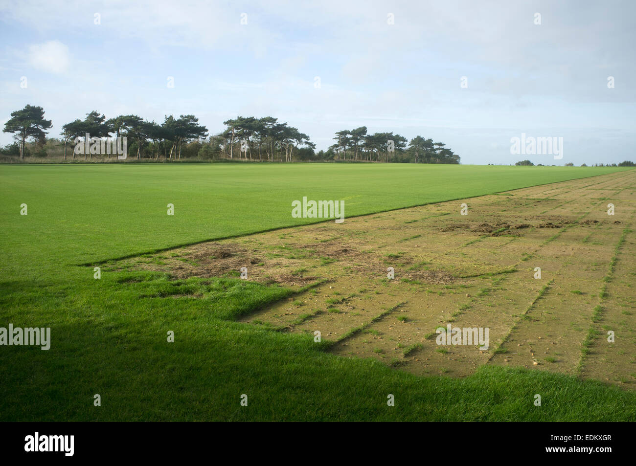 Large scale horticulture hi-res stock photography and images - Alamy