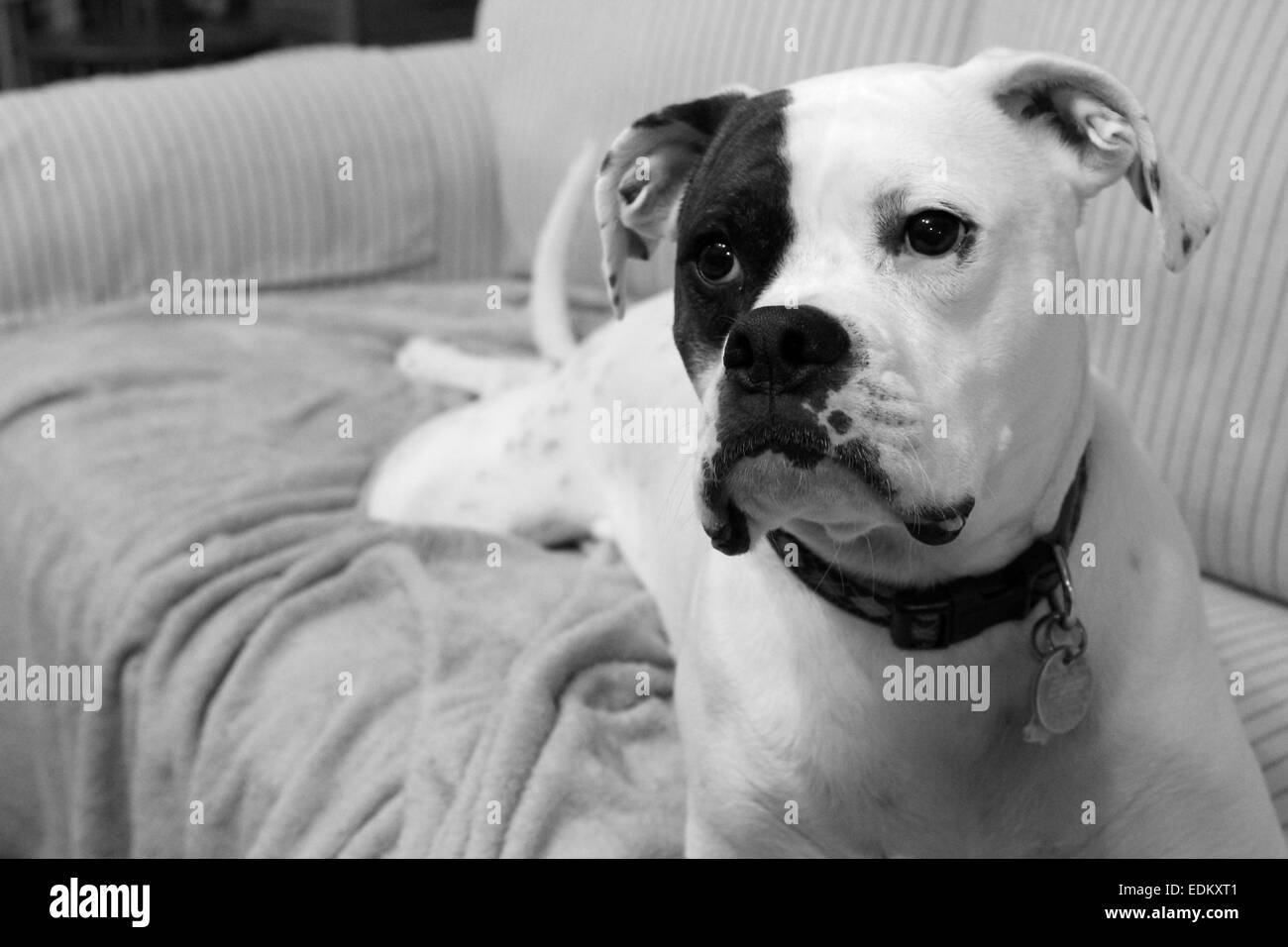 Down couch Black and White Stock Photos & Images - Alamy