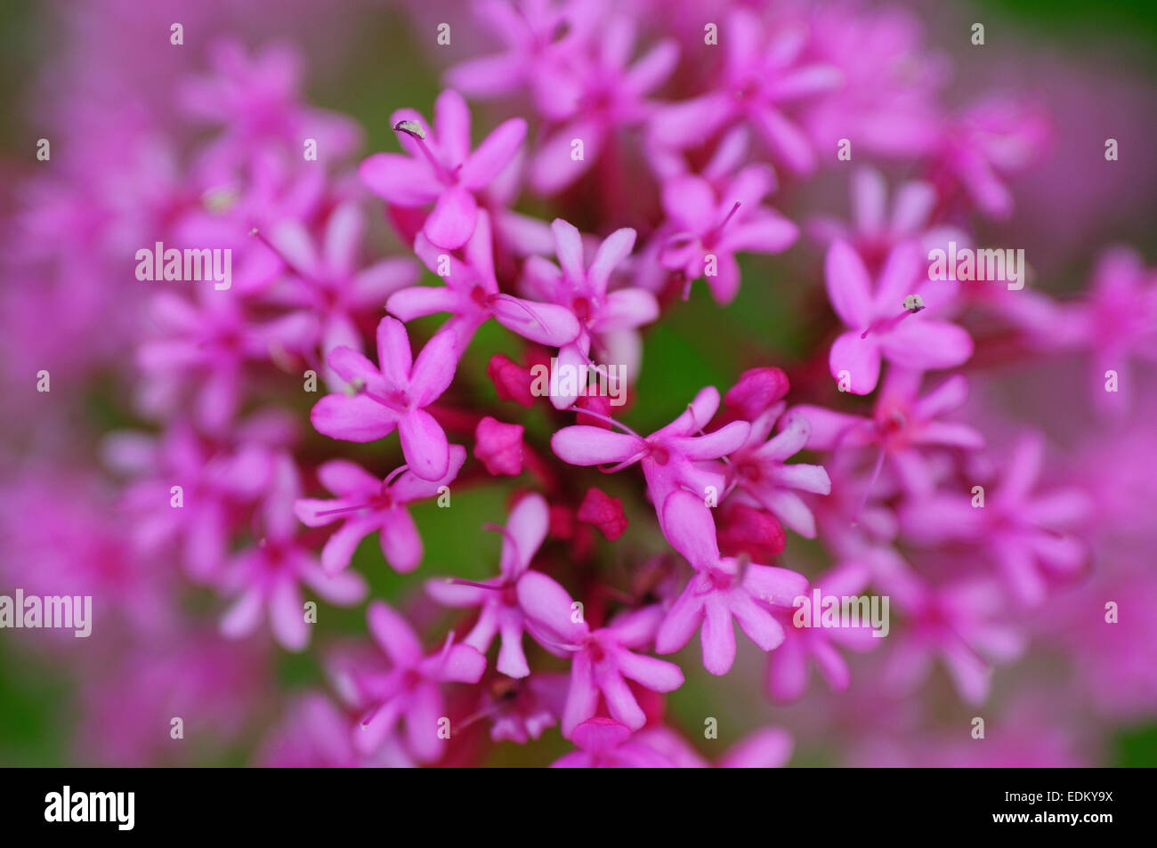 Valerian hi-res stock photography and images - Alamy