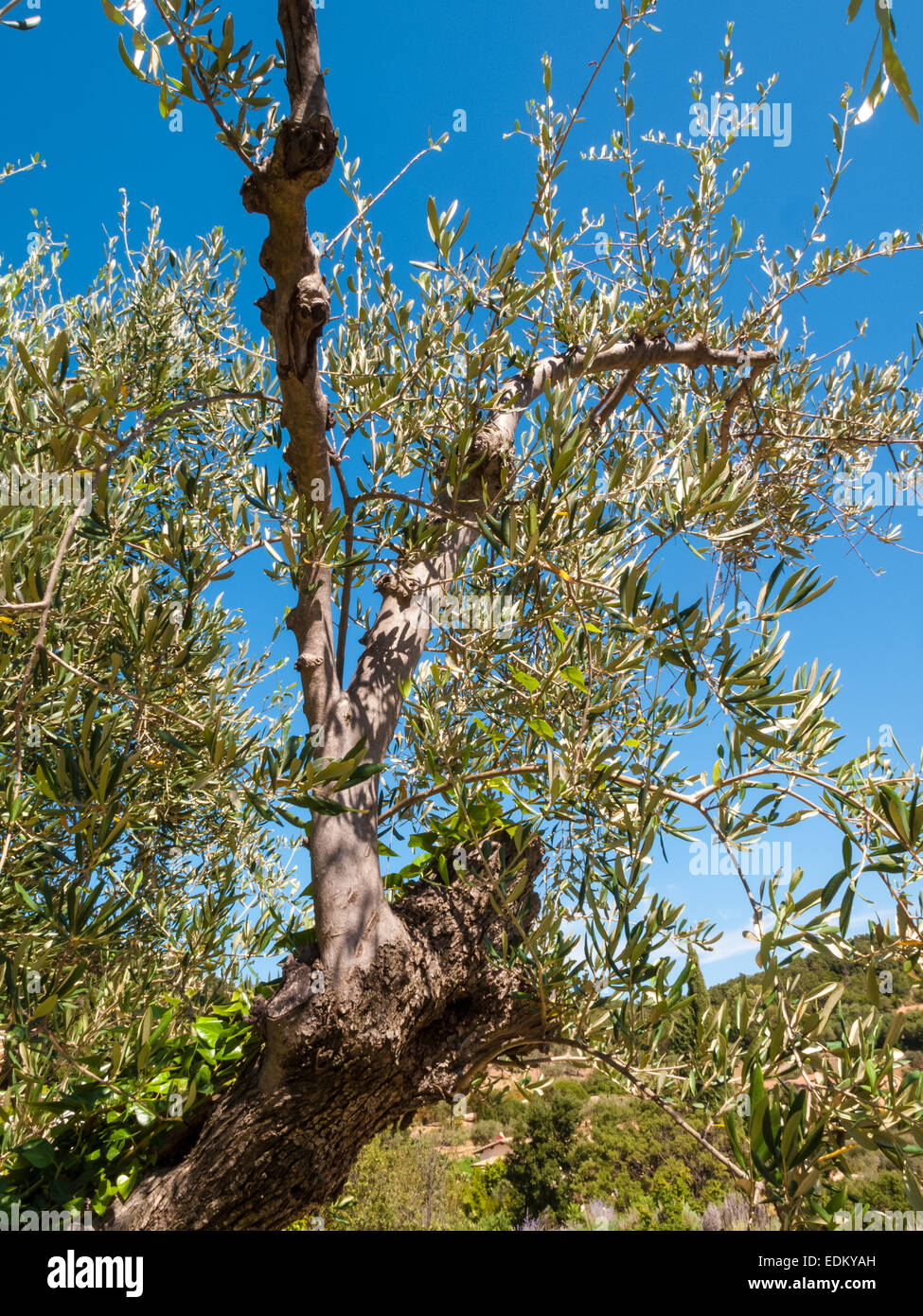 Trunk olive tree hi-res stock photography and images - Alamy
