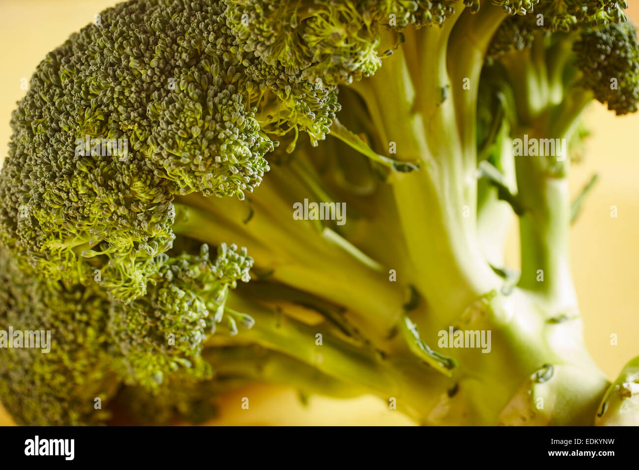 whole head of fresh broccoli Stock Photo - Alamy