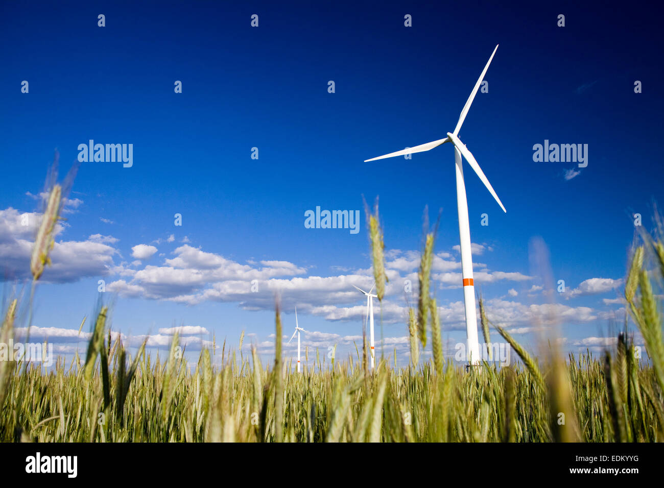 Windmills in a field of rye with blue sunny sky Stock Photo - Alamy