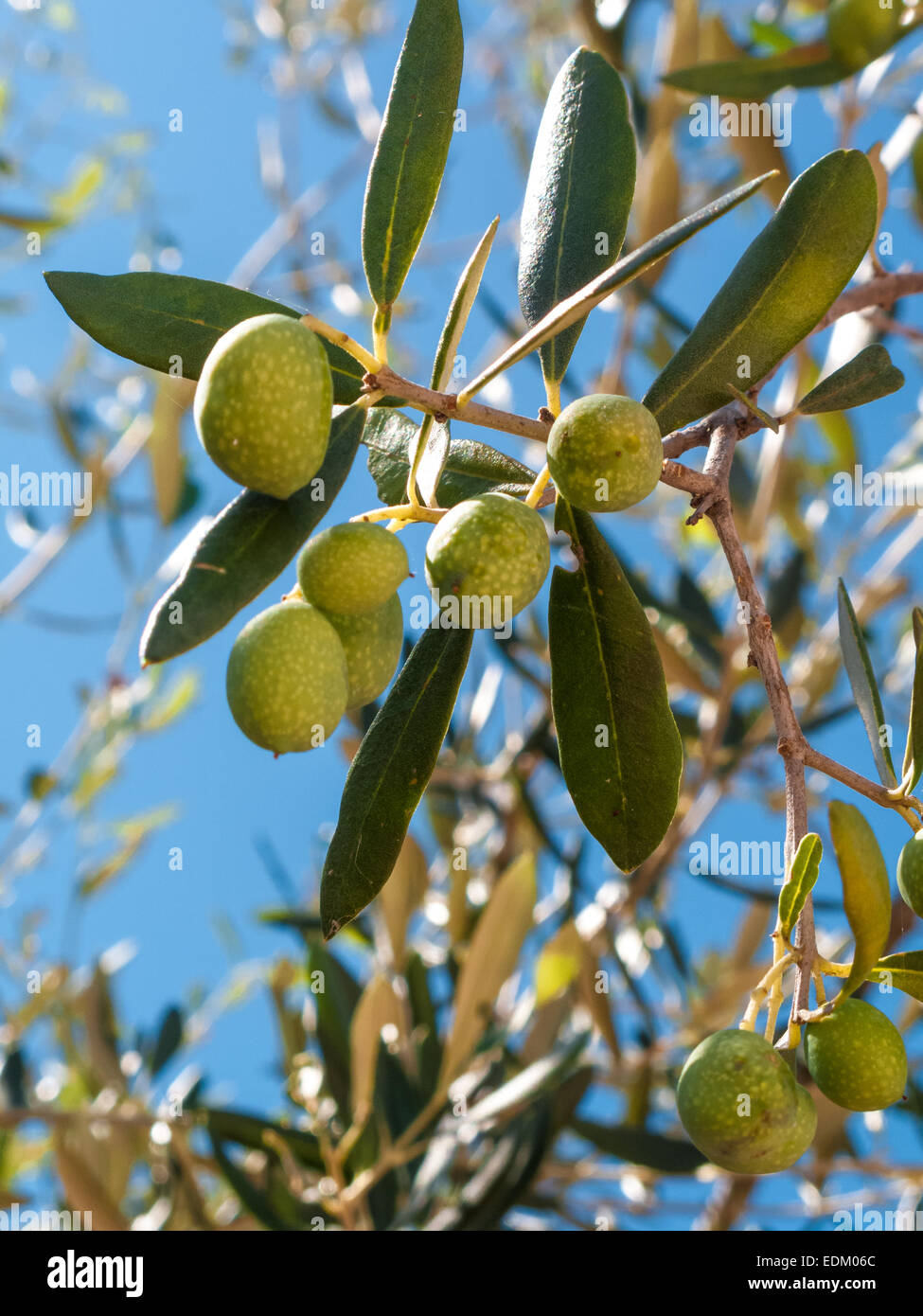 closeup of olives and leaves on a olive tree with background of blue ...