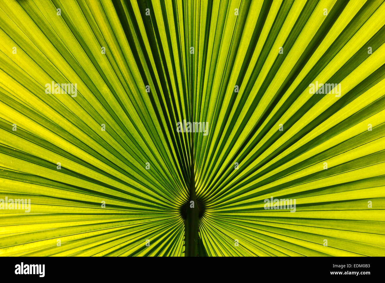 Closeup part tree leaves hi-res stock photography and images - Alamy