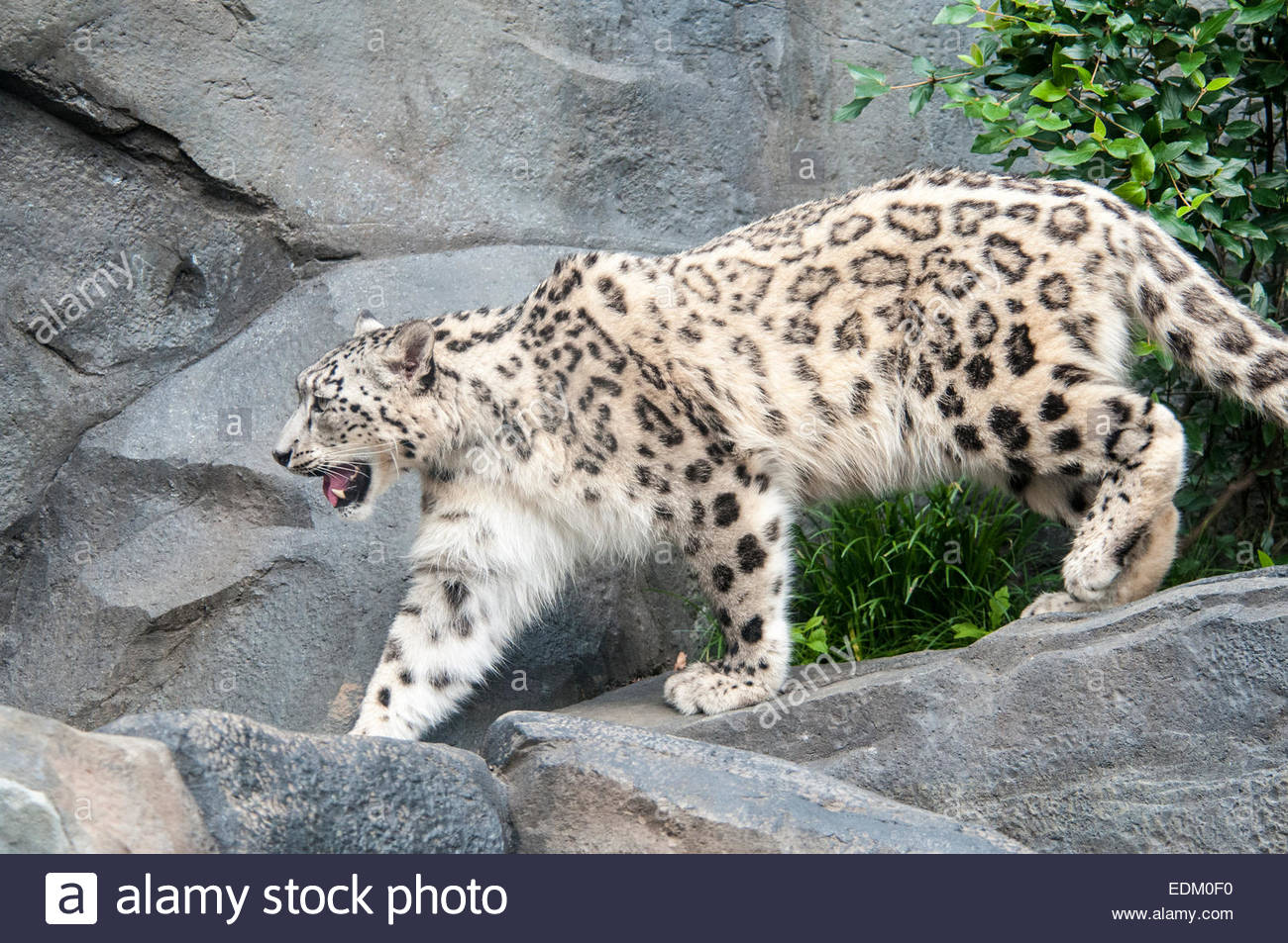 Zoo New York City High Resolution Stock Photography and Images - Alamy