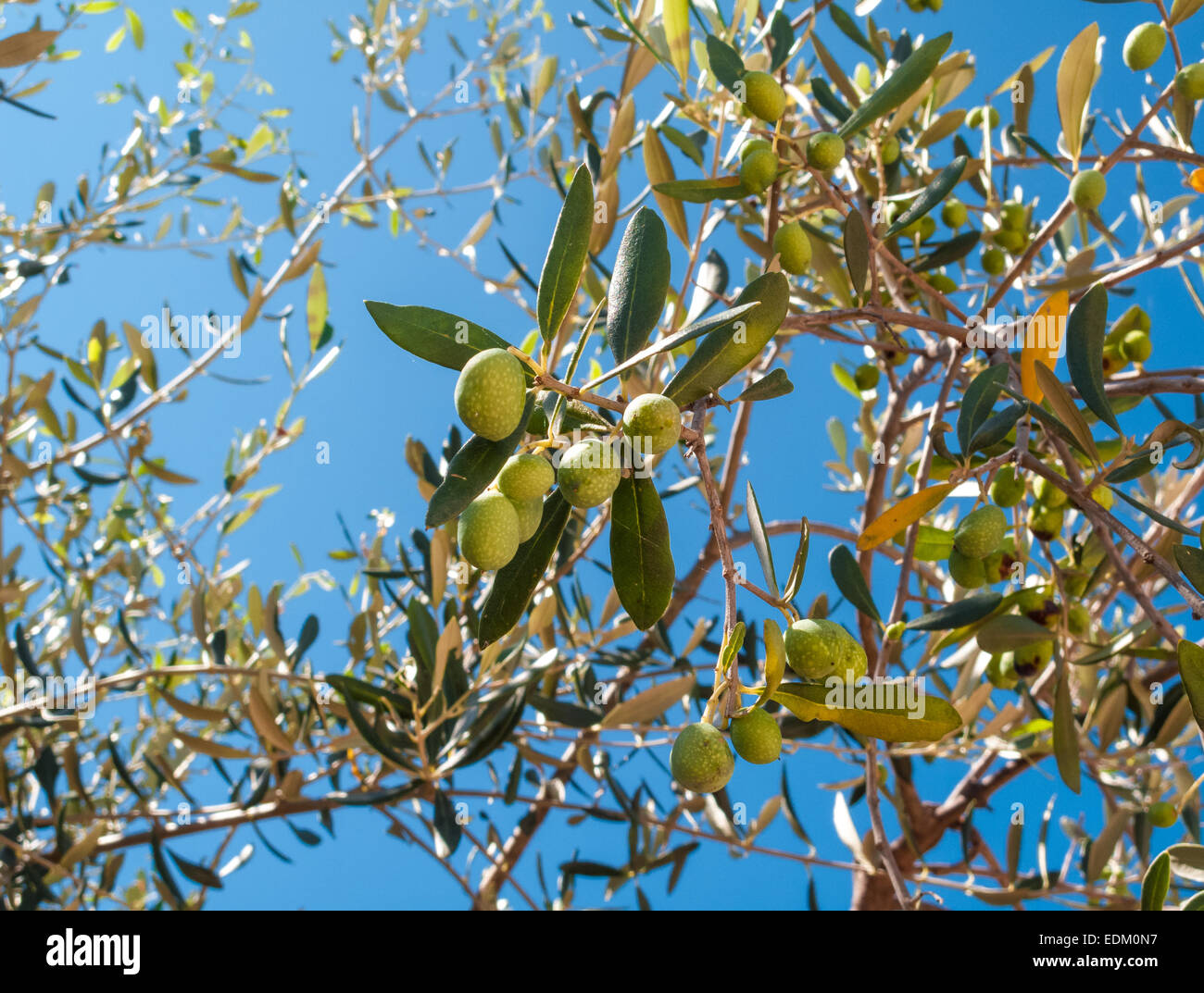 closeup of olives and leaves on a olive tree with background of blue ...