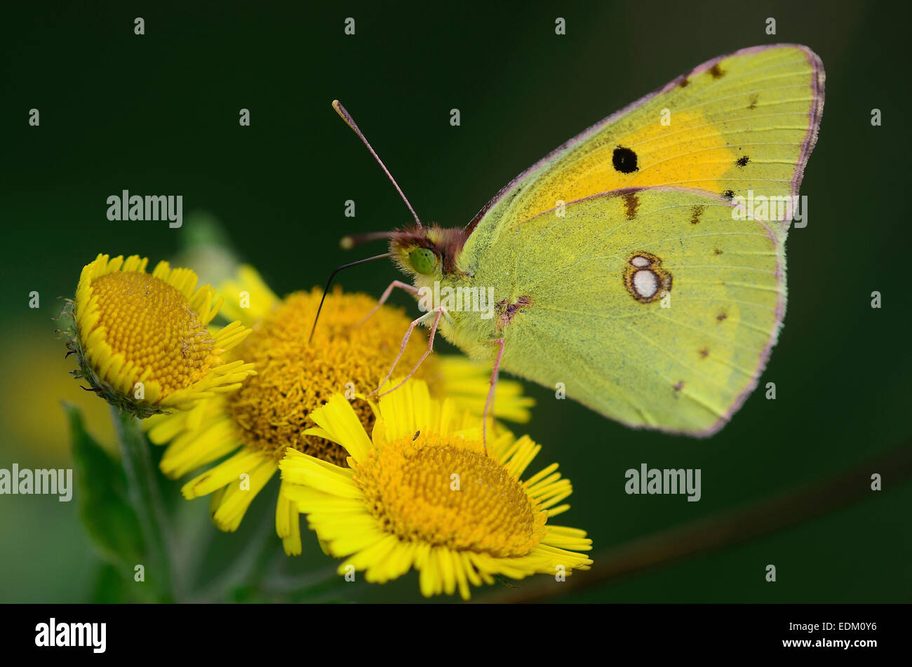 Clouded yellow butterfly hi-res stock photography and images - Alamy